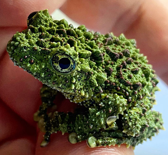 Mini Frog Wiki